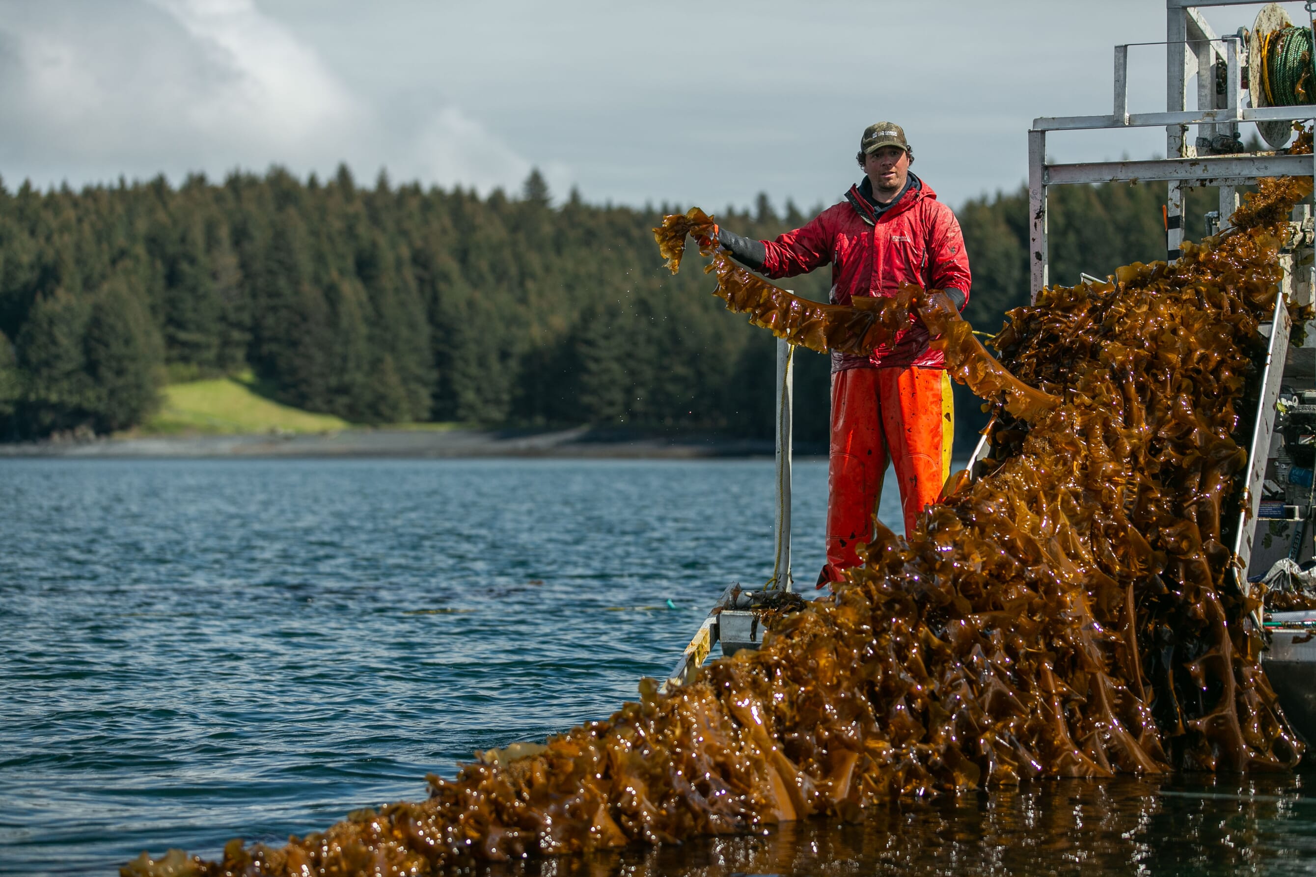 Kodiak’s kelp farms are set to expand | The Fish Site