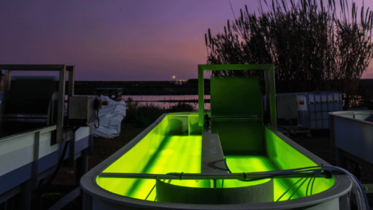 Study backs benefits of LED lighting in microalgae cultivation | The Fish Site