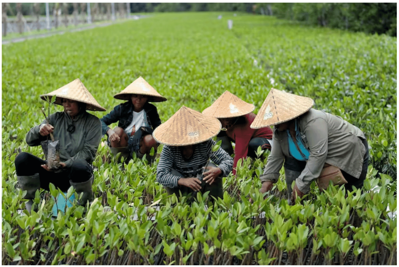 Why Indonesia’s blue carbon credits are crucial for climate mitigation ...