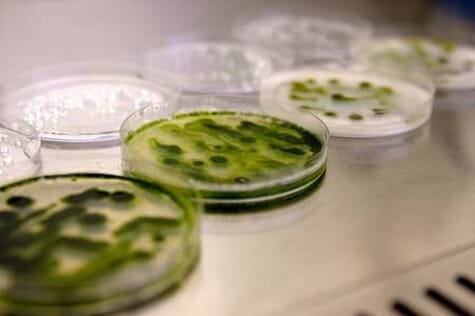 NTU Singapore researchers create palm oil alternative from microalgae ...
