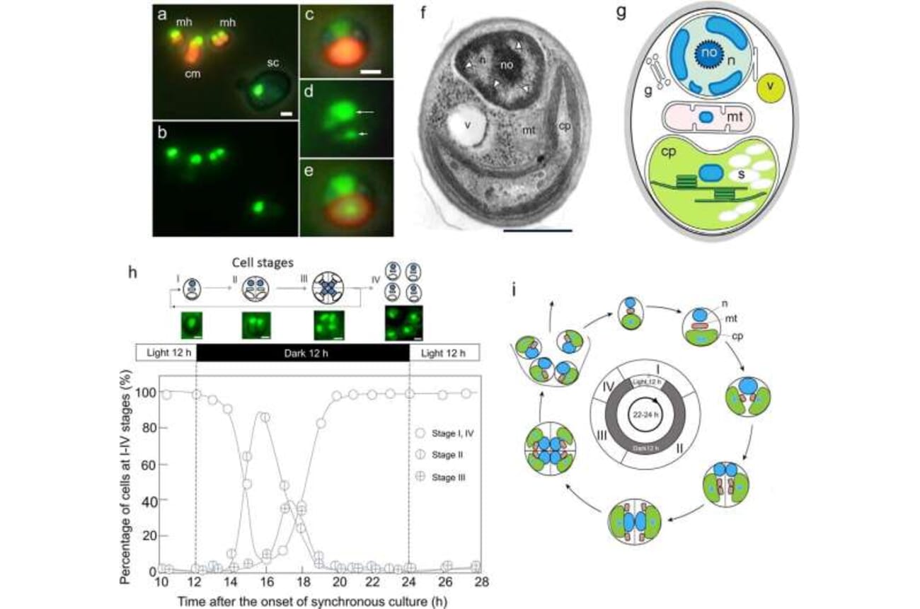 Researchers hail industry potential of newly discovered microalgae ...