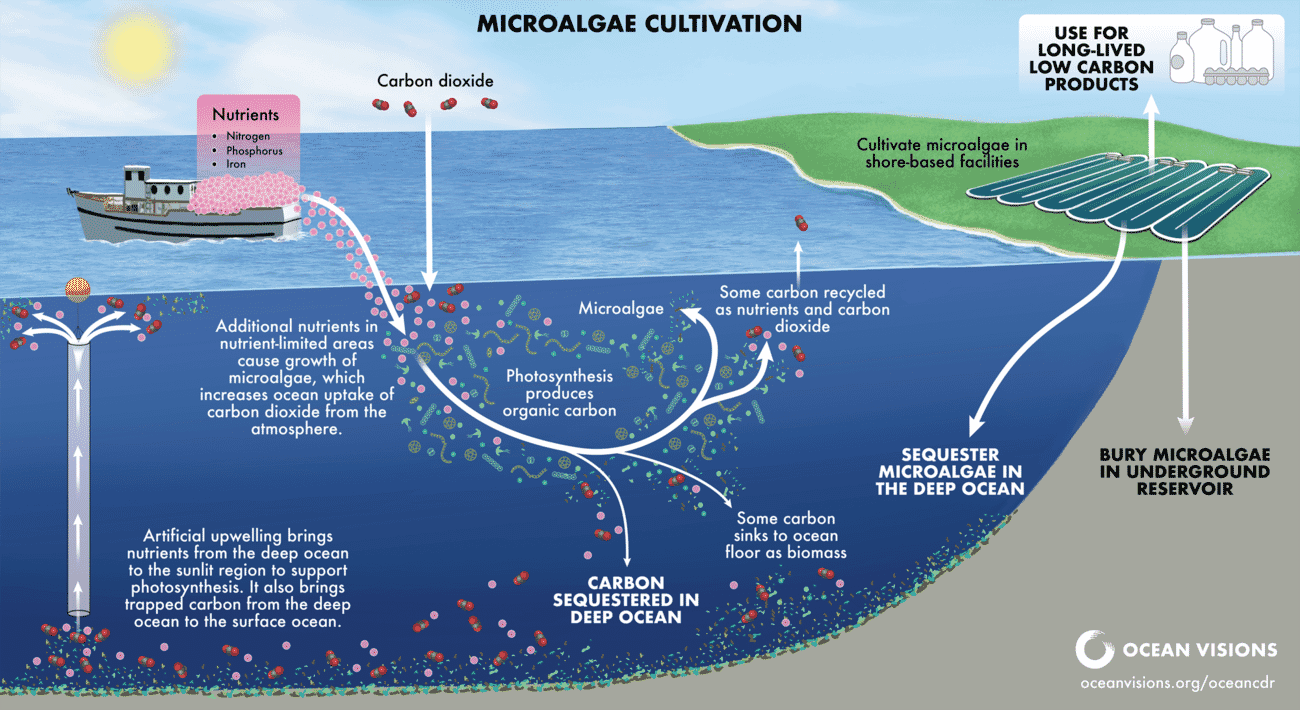 Startup publishes digital roadmap for microalgae carbon sequestration ...