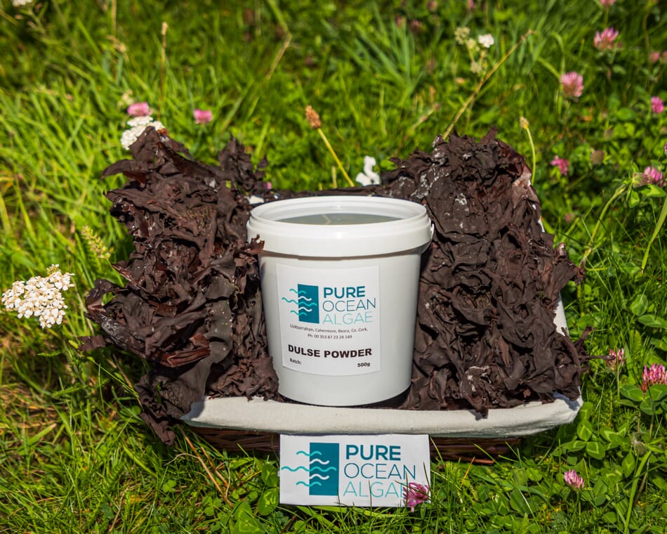 Jumpstarting Ireland's seaweed success | The Fish Site