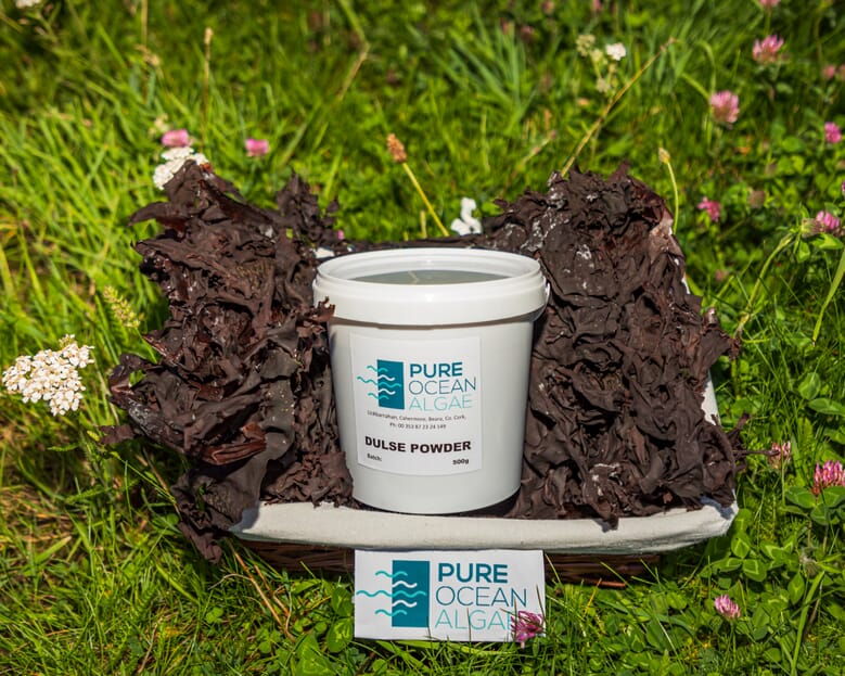 Jumpstarting Ireland's seaweed success | The Fish Site