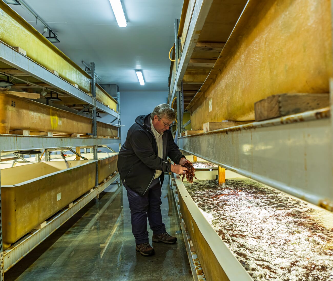 Jumpstarting Ireland's seaweed success | The Fish Site