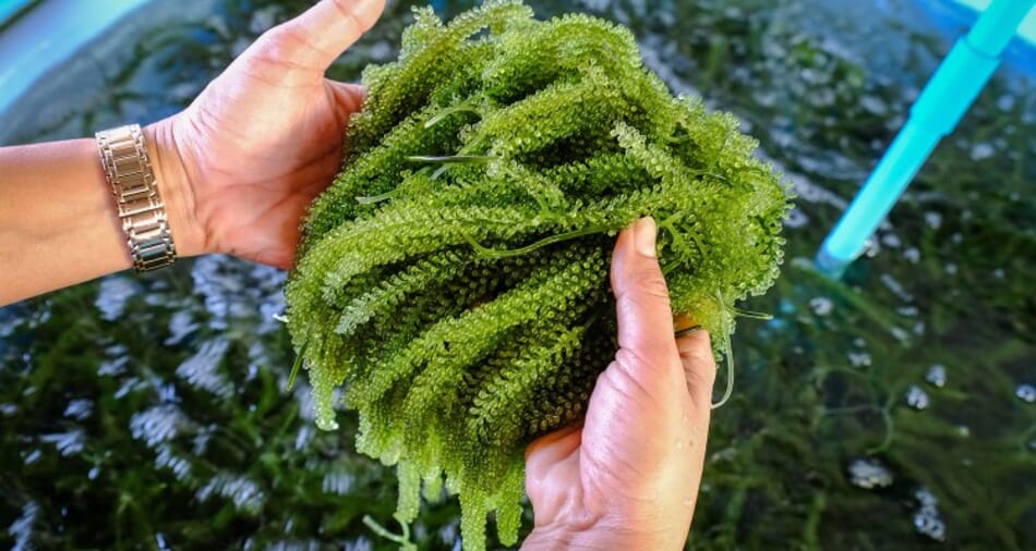 Emerging research promises waste-free biorefinery for seaweed | The ...