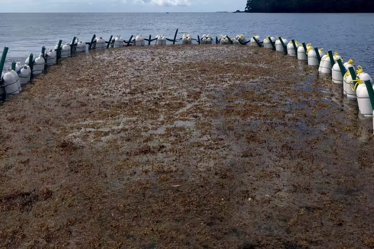 The startup that plans to farm Sargassum in the mid-Atlantic | The Fish Site