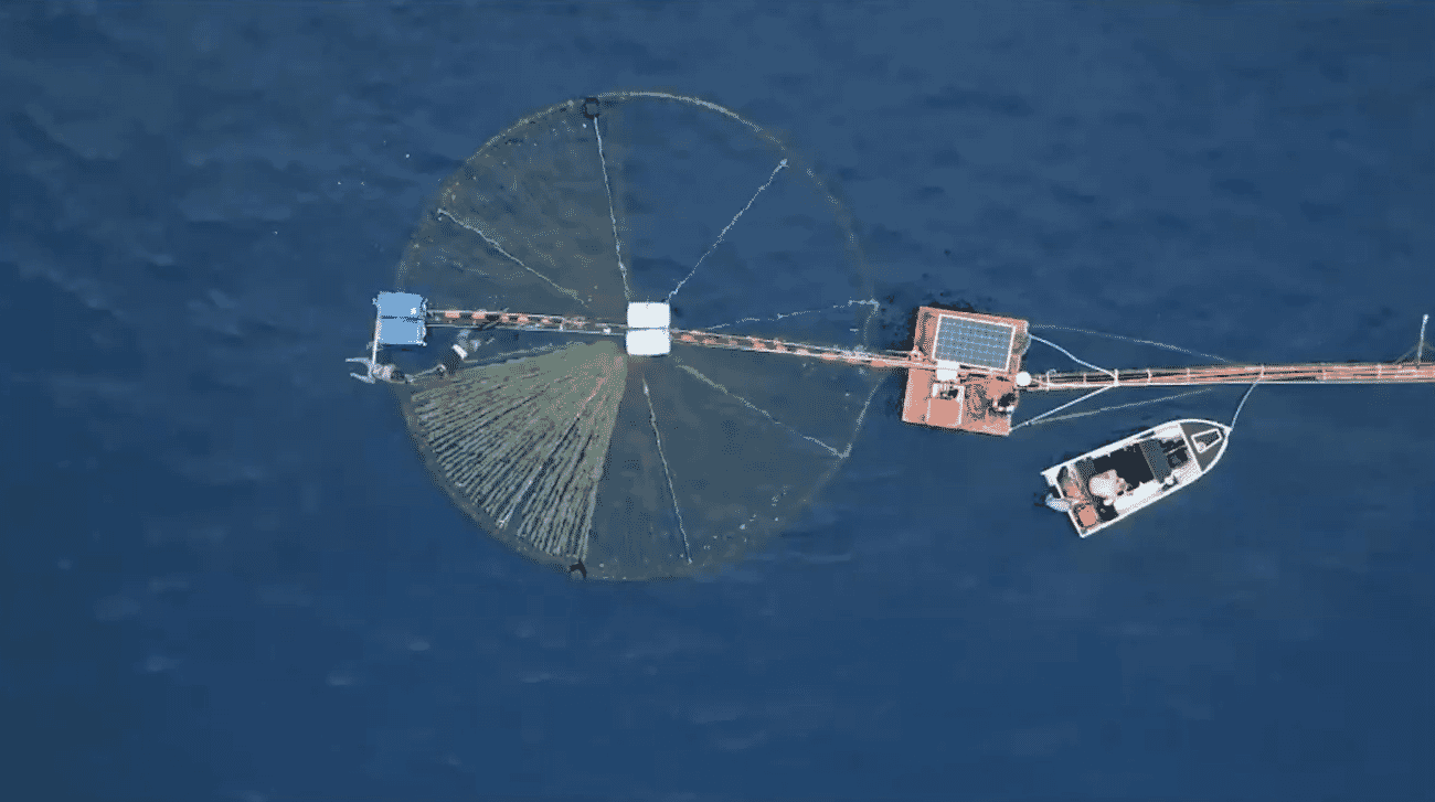 Can submersible seaweed platforms help regenerate ecosystems and ...