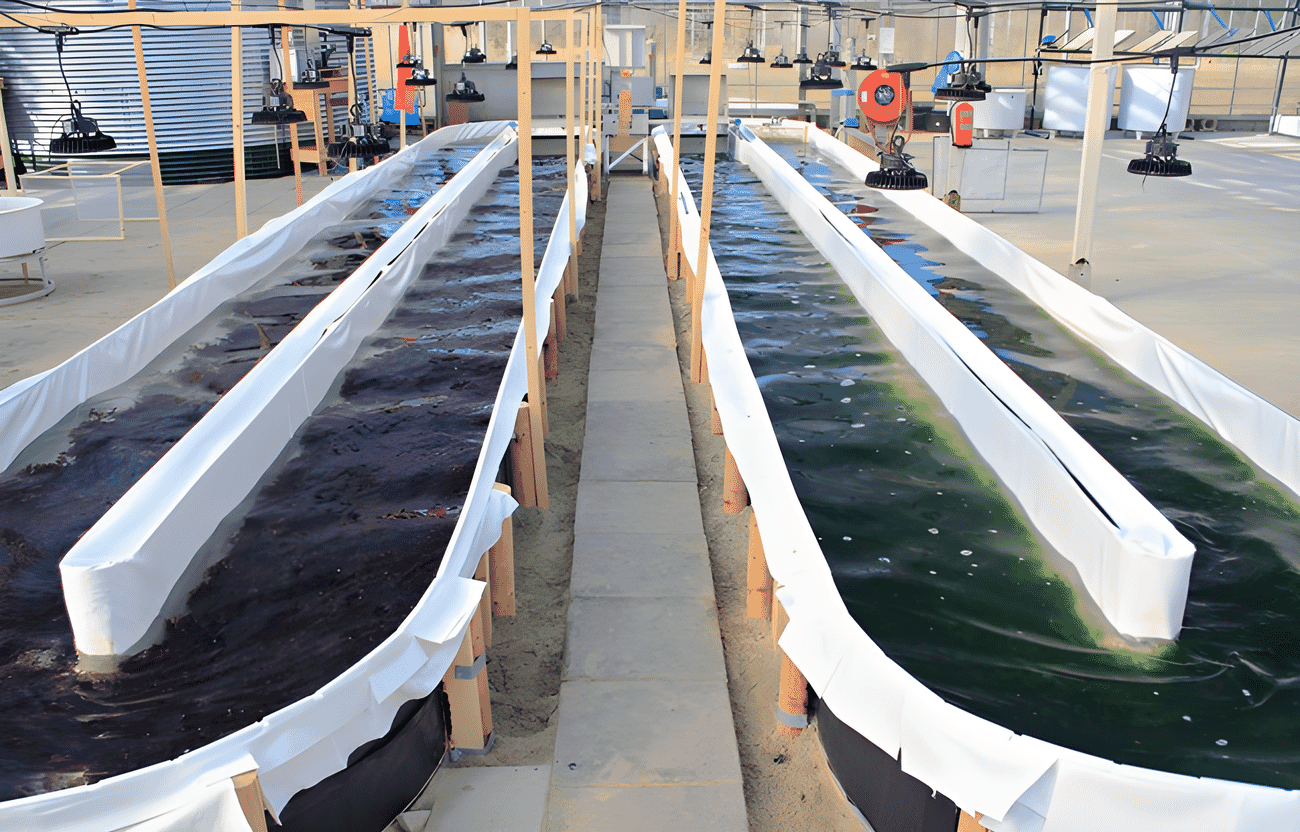 A compelling case for land-based seaweed farming | The Fish Site
