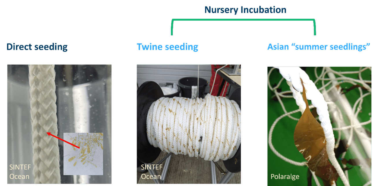 Is direct seeding the moonshot that the emerging seaweed industry needs ...
