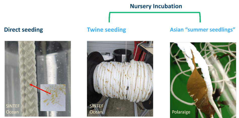 Is direct seeding the moonshot that the emerging seaweed industry needs ...