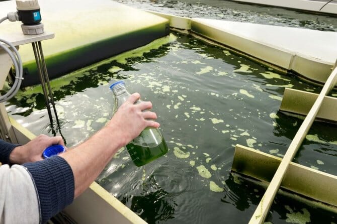 New method allows microalgae producers to slash their freshwater ...