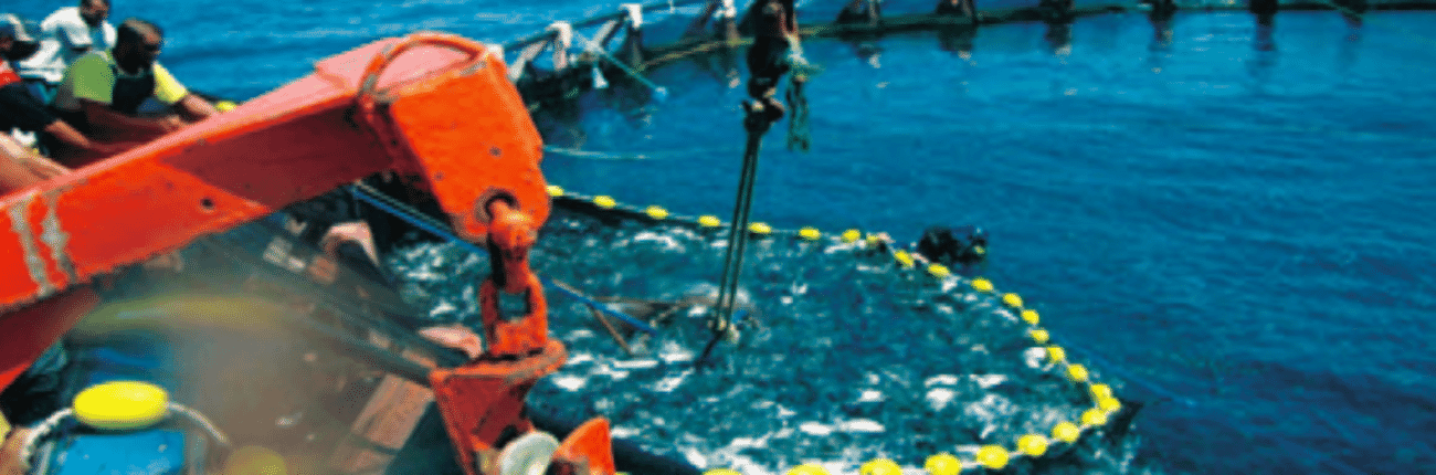 Algerian aquaculture: poised for growth | The Fish Site