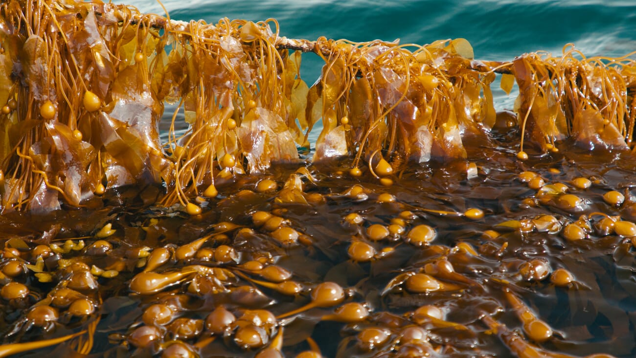 Taking the bull kelp by the horns | The Fish Site