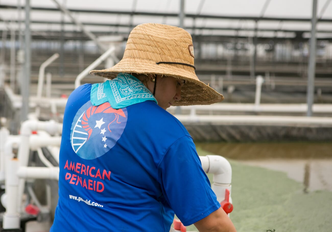 How a new breed of breeder is transforming US shrimp production | The ...
