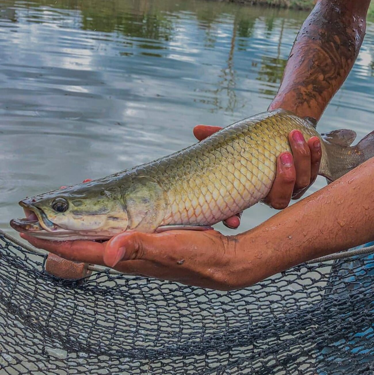Arapaima: big fish, yes. Big future? Maybe. | The Fish Site