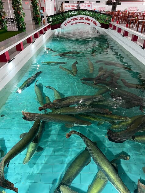 Arapaima: big fish, yes. Big future? Maybe. | The Fish Site