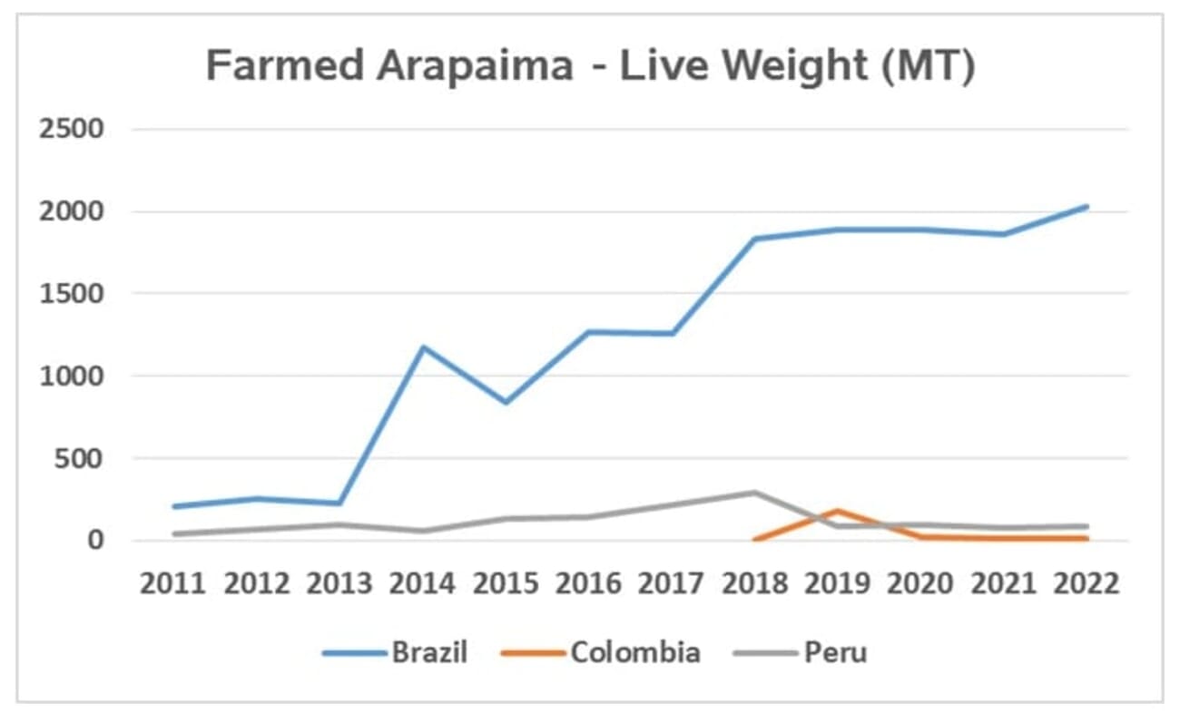 Arapaima: big fish, yes. Big future? Maybe. | The Fish Site