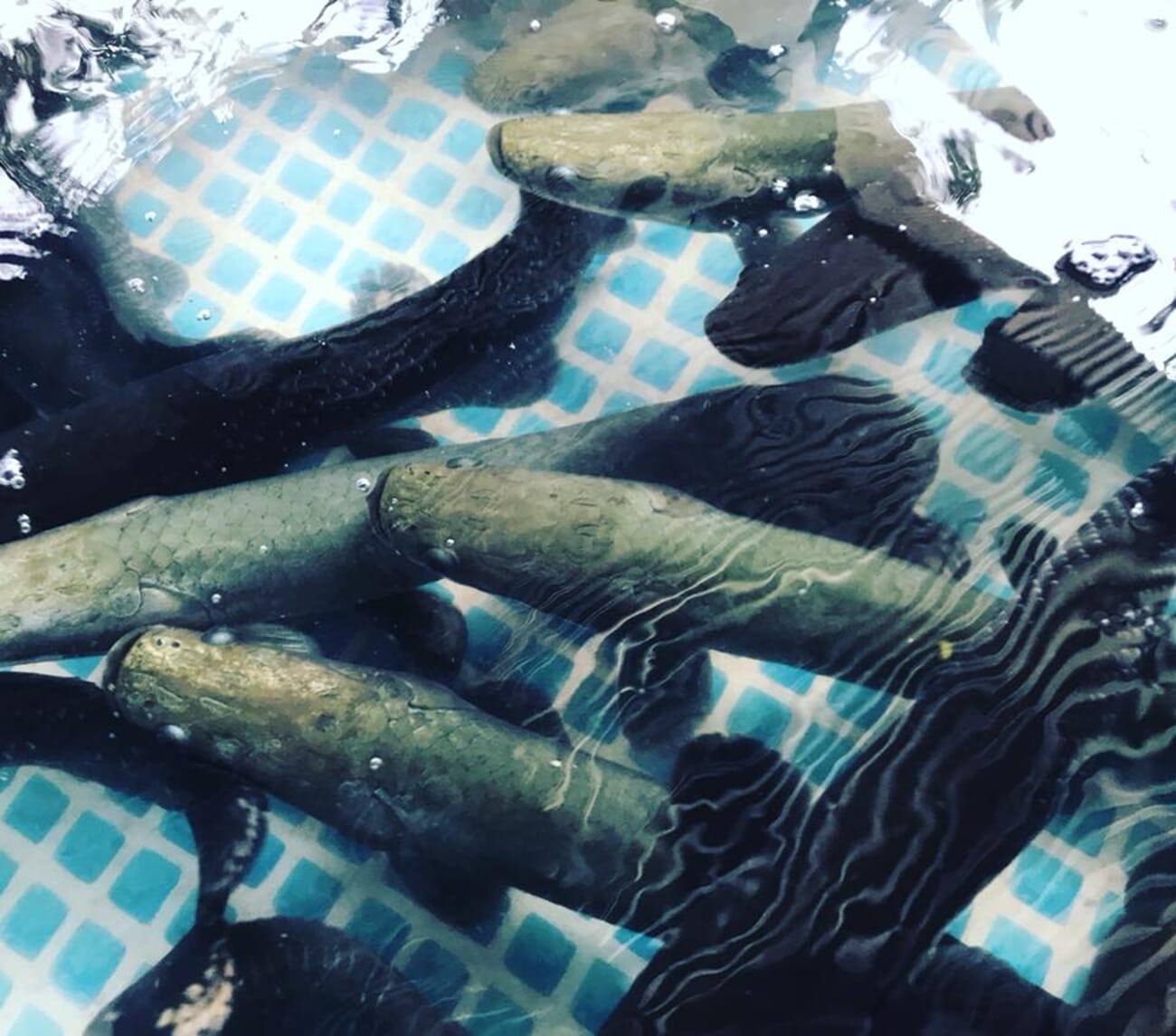 Arapaima: big fish, yes. Big future? Maybe. | The Fish Site