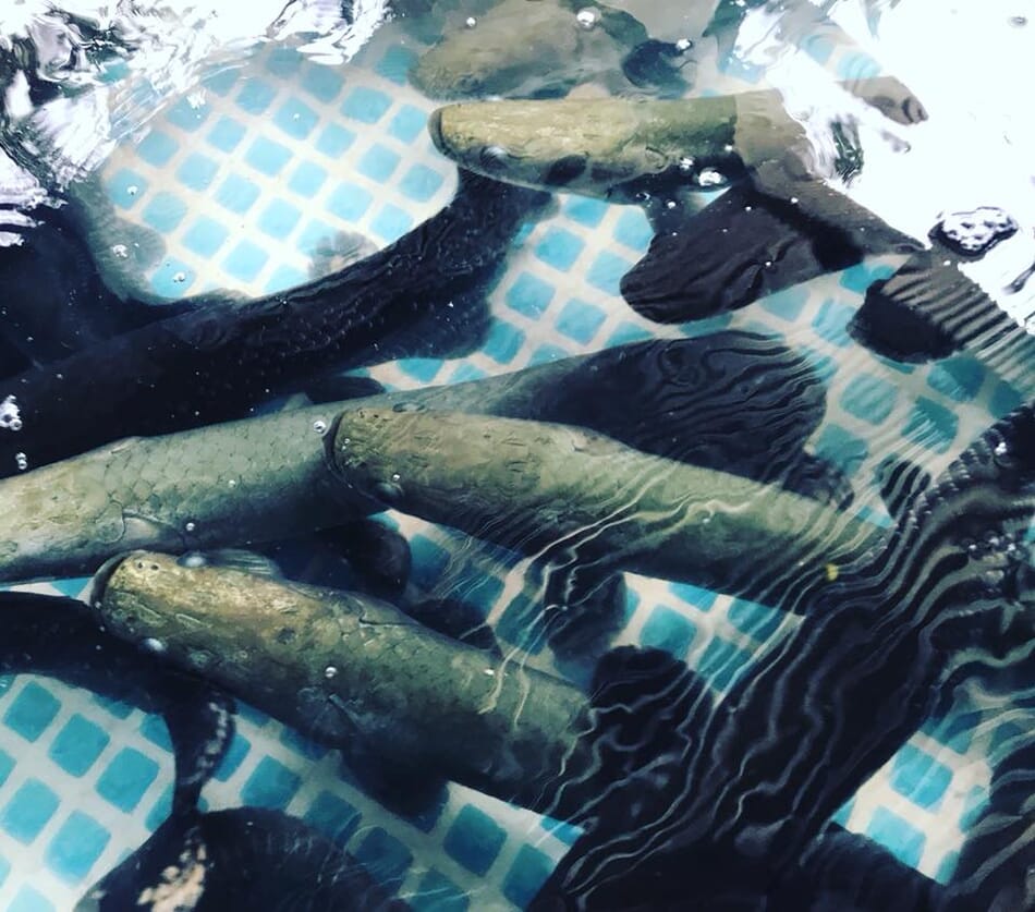Arapaima: big fish, yes. Big future? Maybe. | The Fish Site