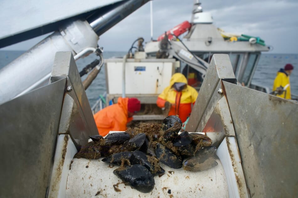 One sea, one ocean and a world of shellfish farming opportunities | The ...