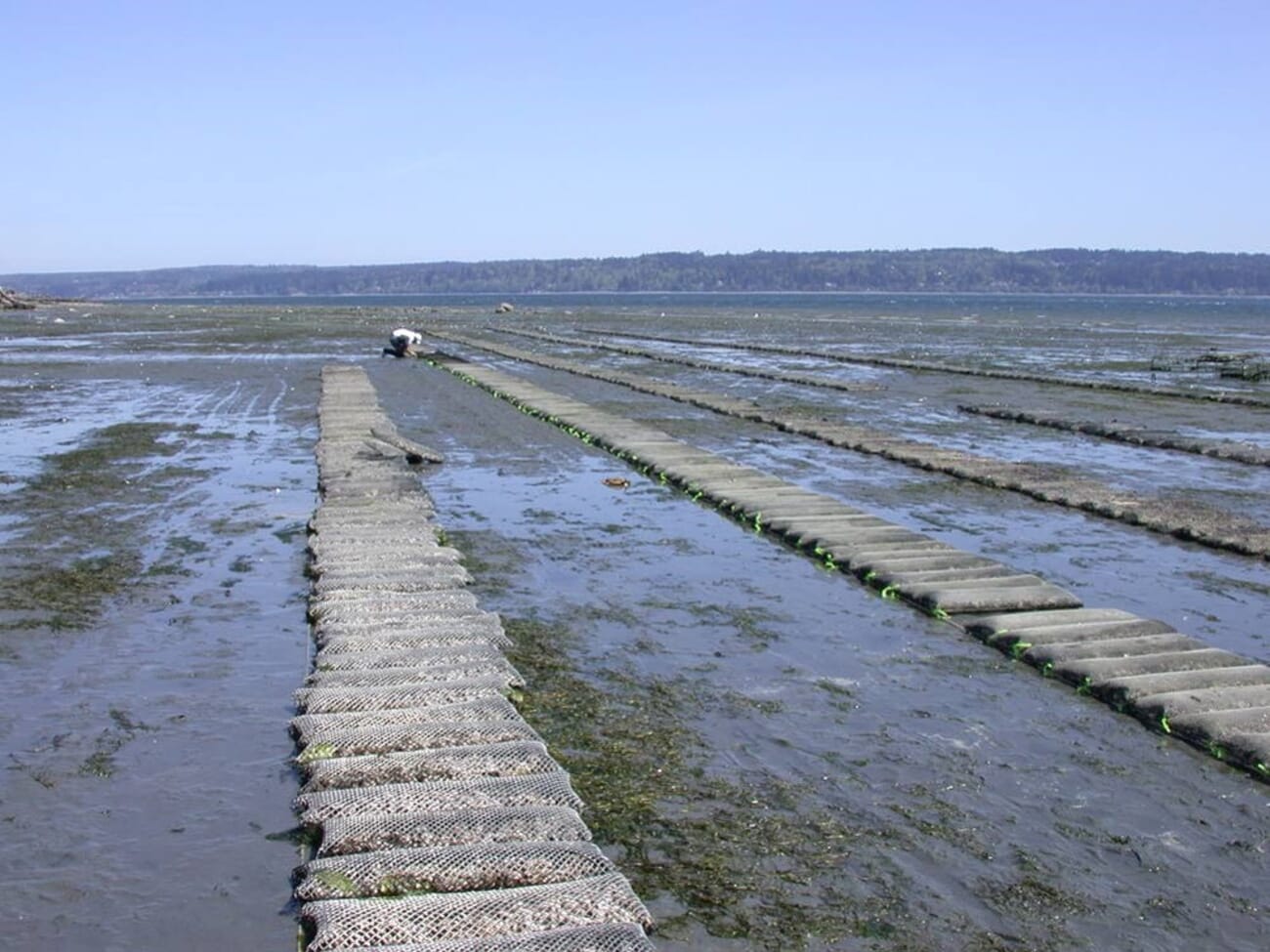 Can breeding science revolutionise shellfish production? | The Fish Site
