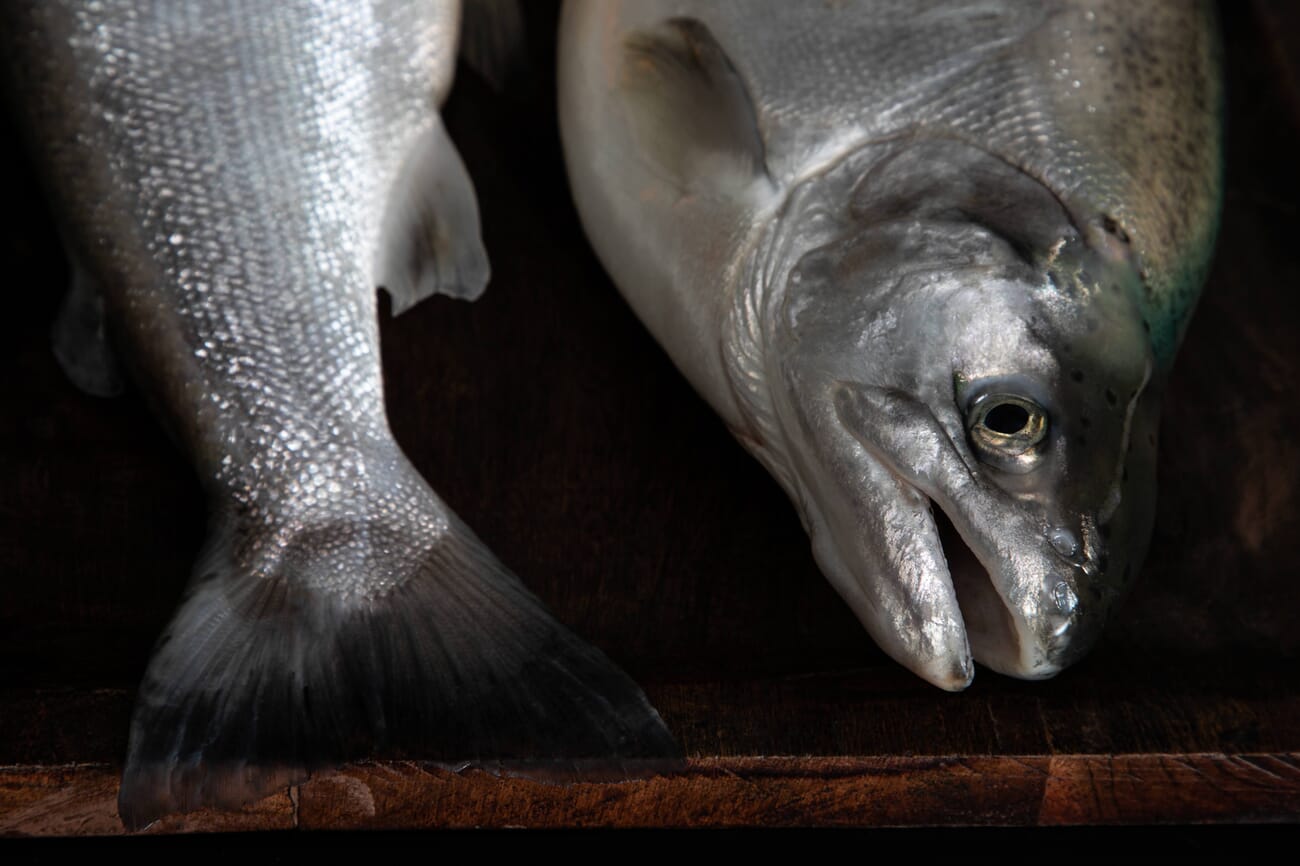 LocalCoho opts for automated "Ike Jime" salmon harvesting | The Fish Site