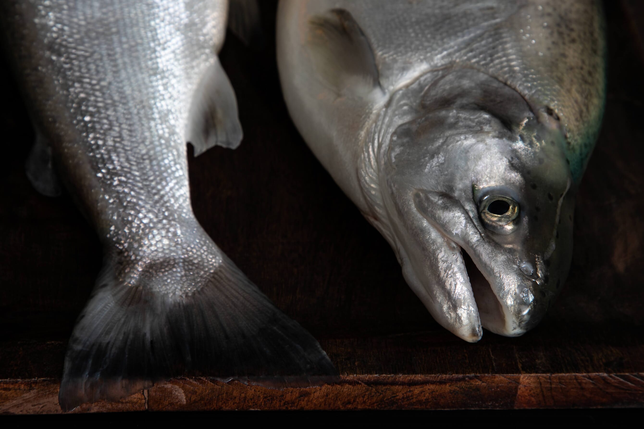 LocalCoho raises millions from seafood entrepreneurs | The Fish Site