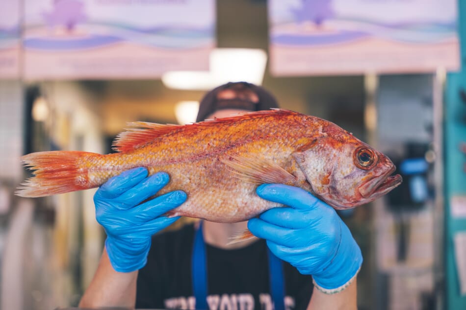 US entrepreneurs invited to develop new products from groundfish | The ...