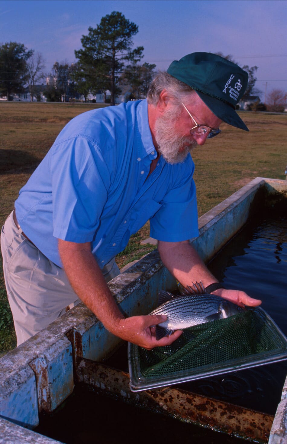 Striped bass: no longer eclipsed by its hybrids? | The Fish Site