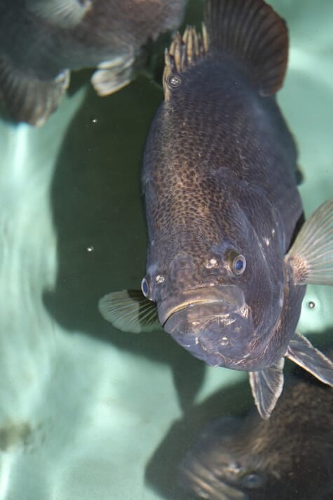 High hopes to diversify US marine finfish aquaculture | The Fish Site