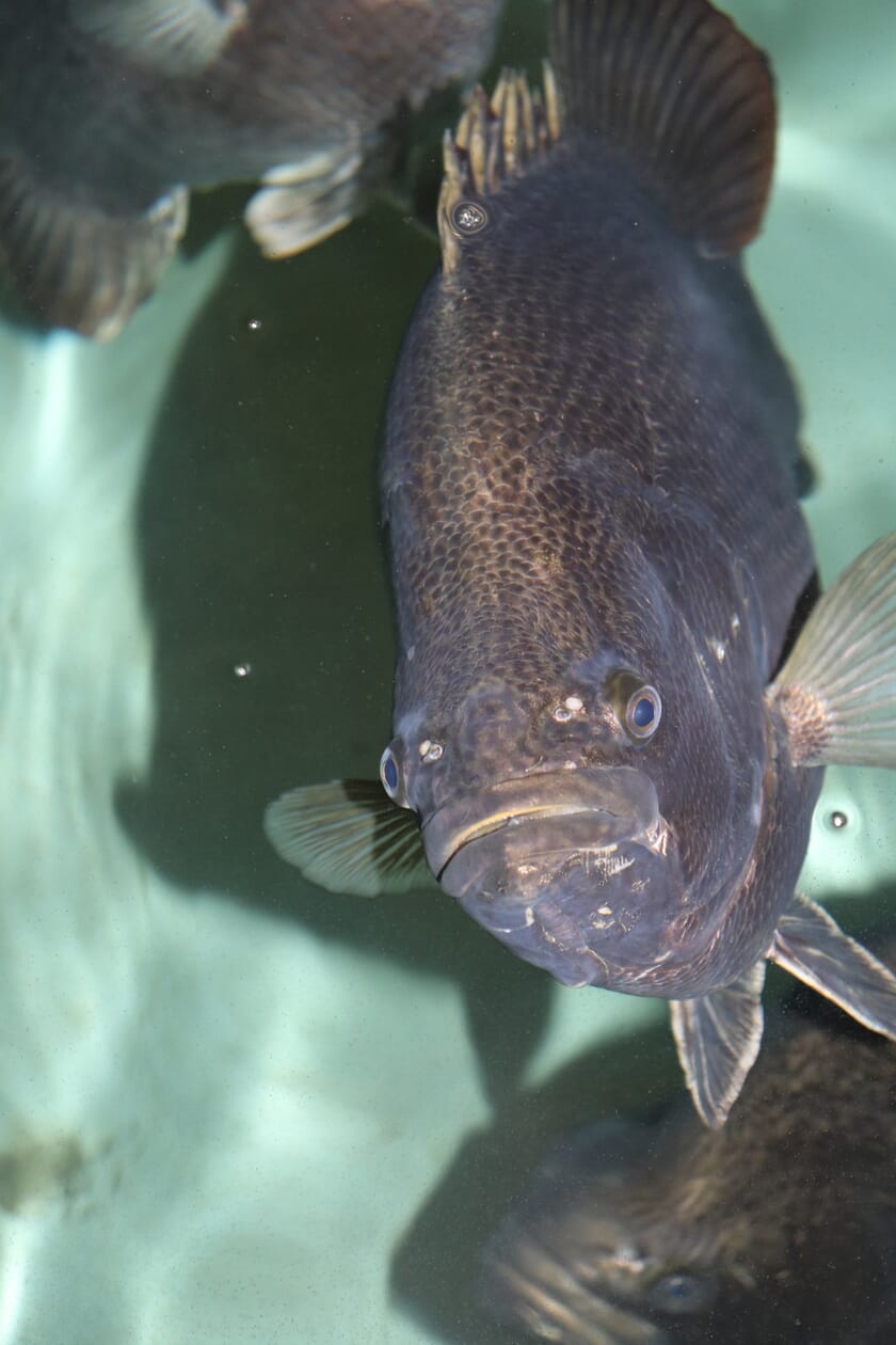 Moving closer to tripletail aquaculture | The Fish Site