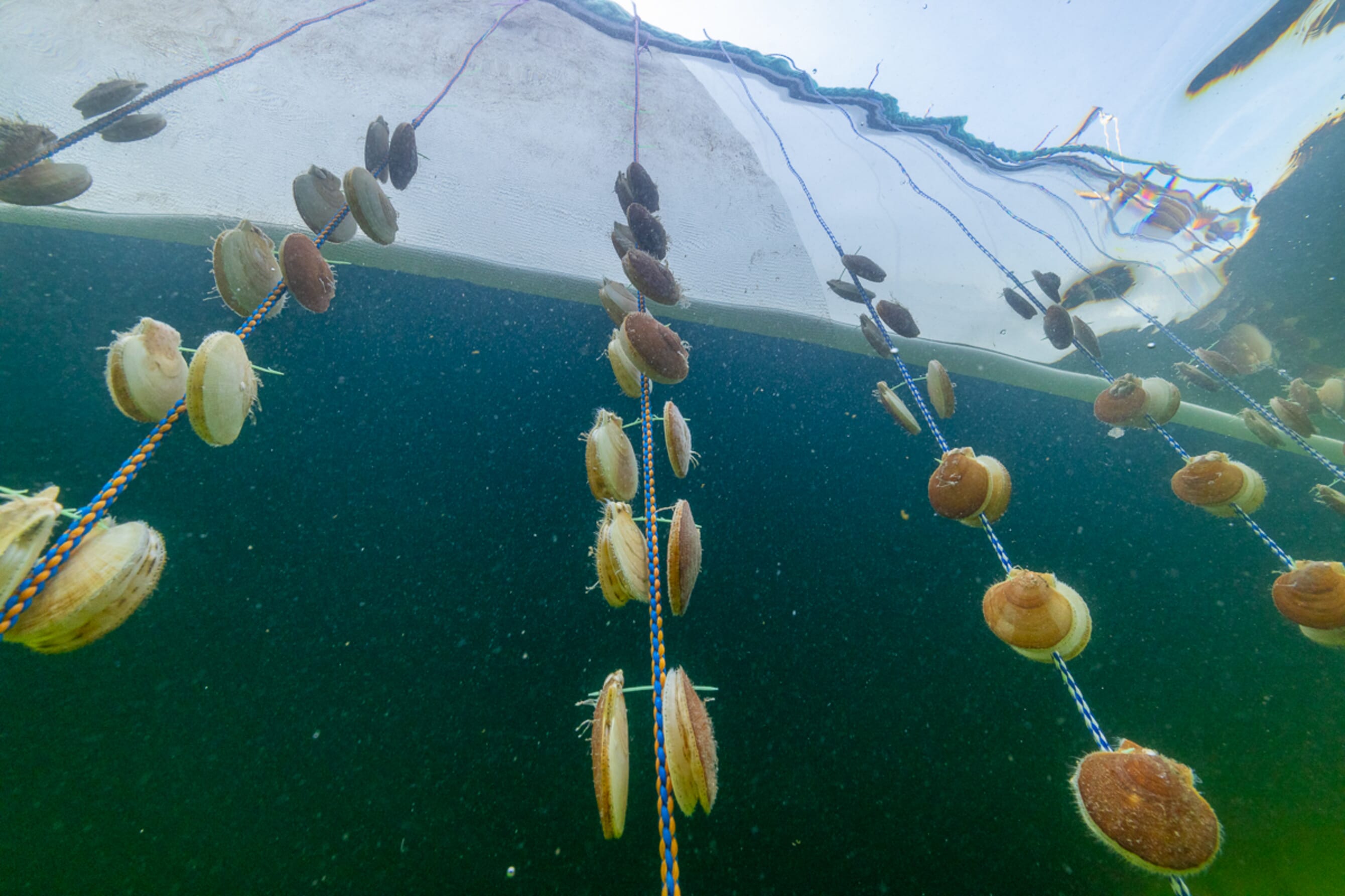 Vertical Bay: the US startup seeking to emulate Japan's scallop farming ...