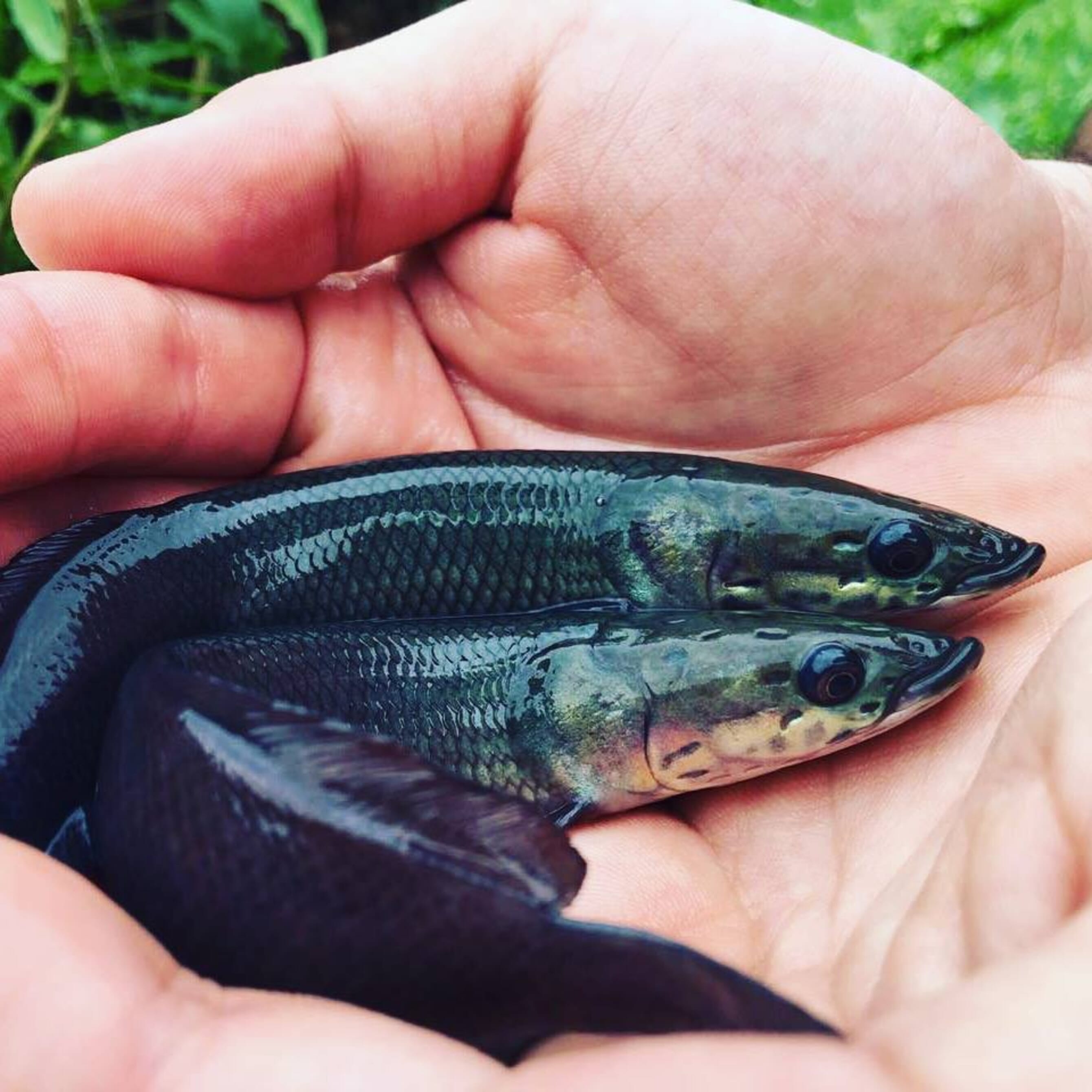 Arapaima: big fish, yes. Big future? Maybe. | The Fish Site