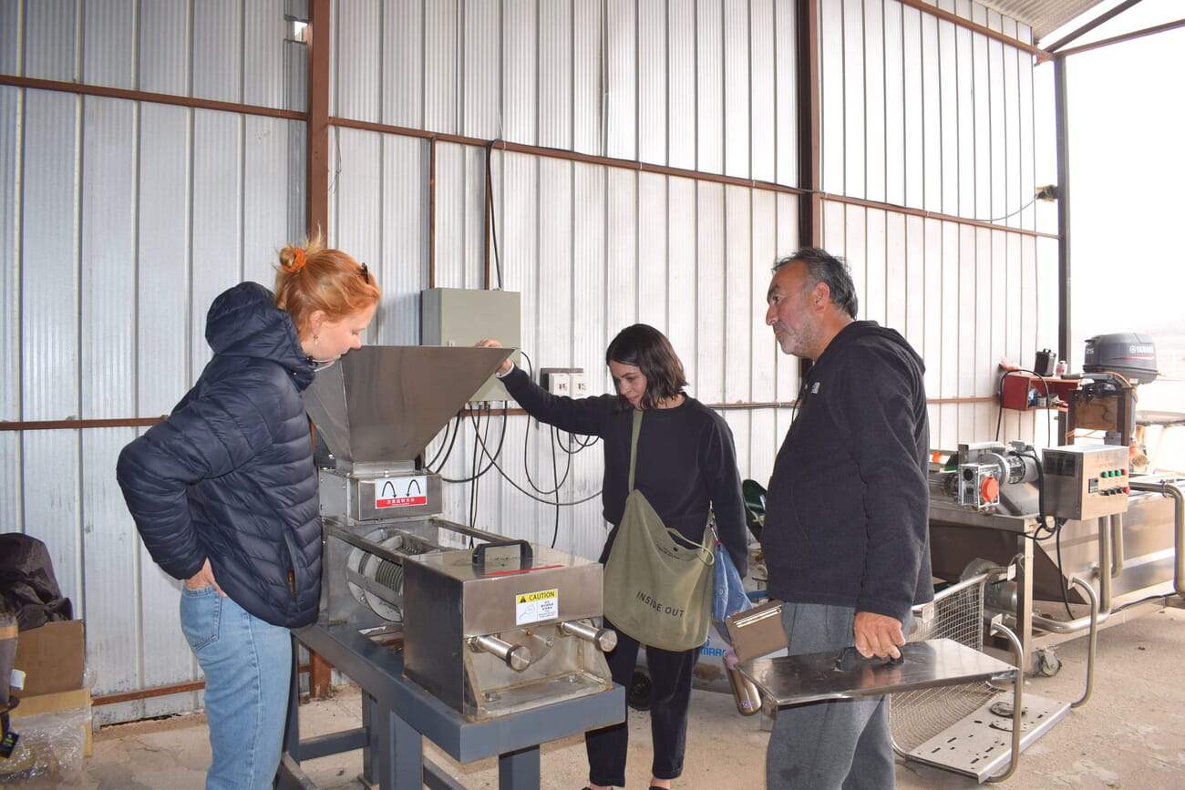 Can the seaweed sector revitalise Chile’s coastal communities? | The ...