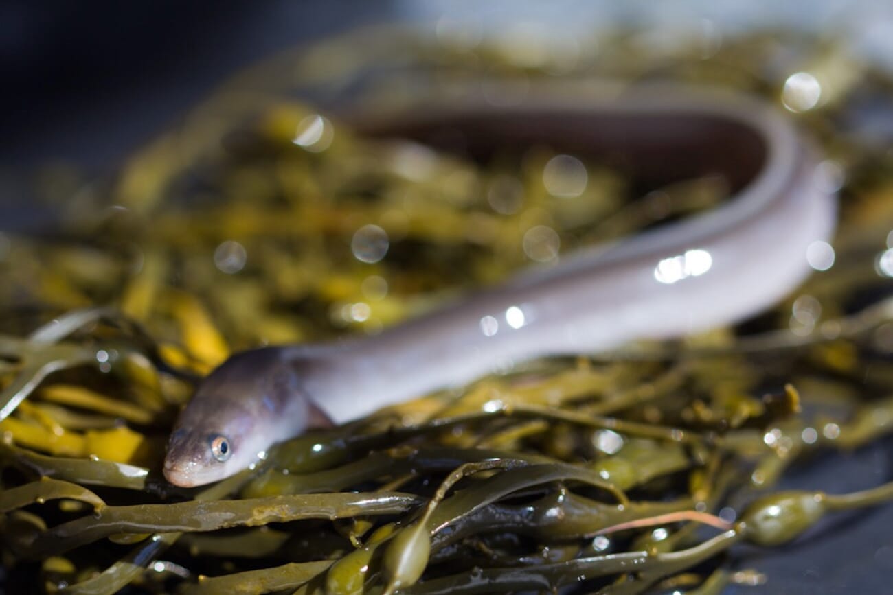 America’s eel RAS superstar | The Fish Site