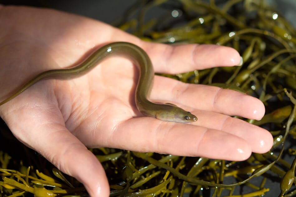 America’s eel RAS superstar | The Fish Site
