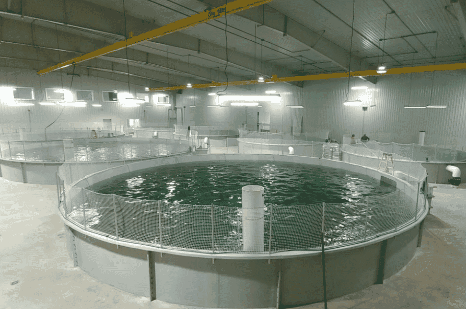 AquaBounty to sell Rollo Bay farm | The Fish Site