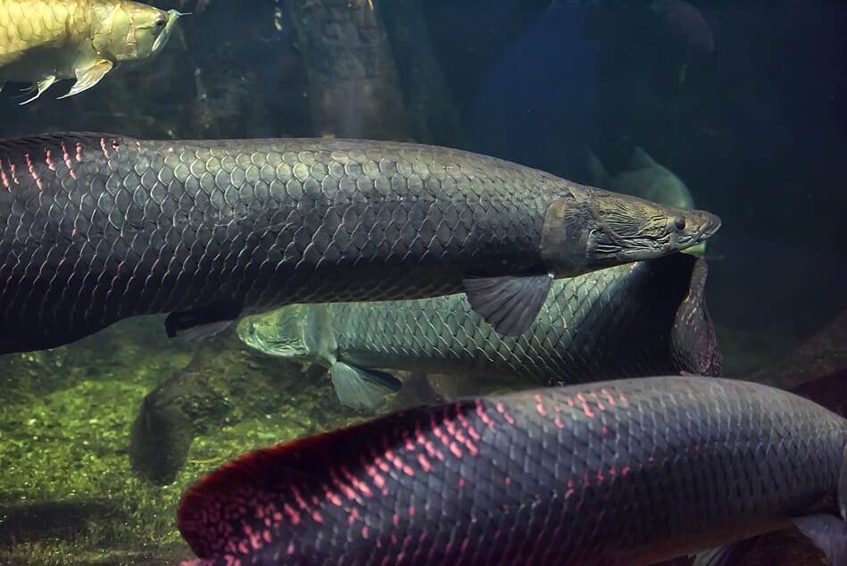 Salt shown to improve arapaima farms | The Fish Site