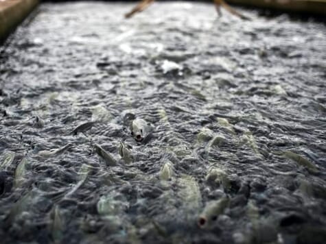 New study shows vertical transmission of tilapia lake virus | The Fish Site