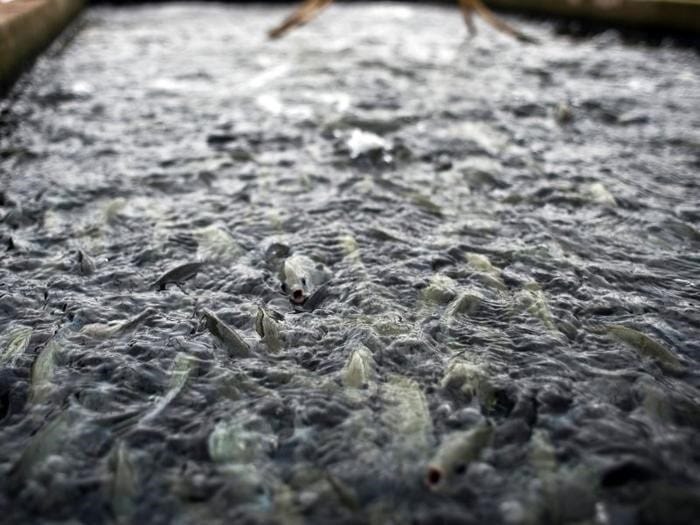 New study shows vertical transmission of tilapia lake virus | The Fish Site