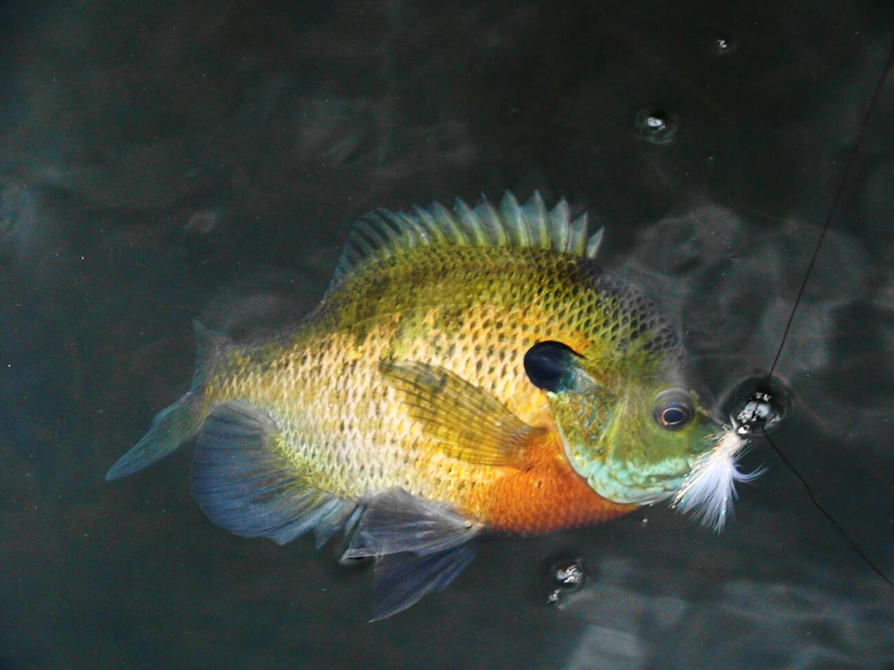 Social fish are caught more often by anglers | The Fish Site