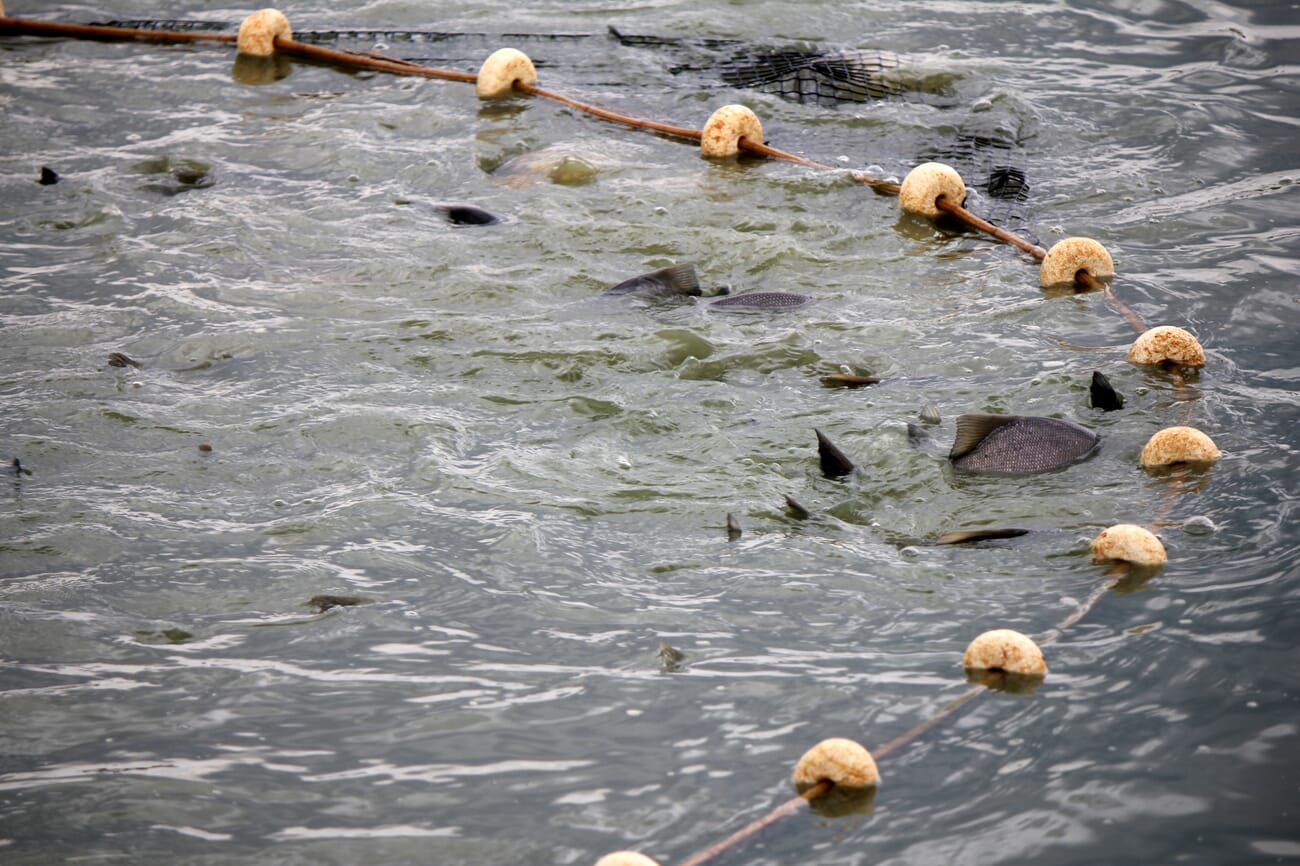 Why Colombia’s aquaculture sector should opt for native species | The ...