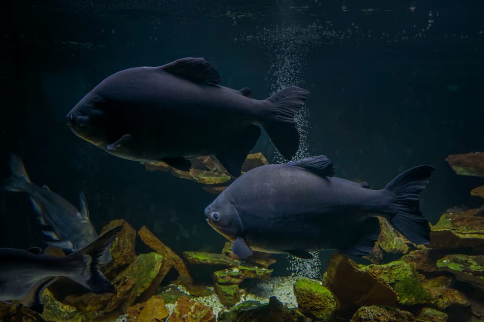 Why Colombia’s aquaculture sector should opt for native species | The ...