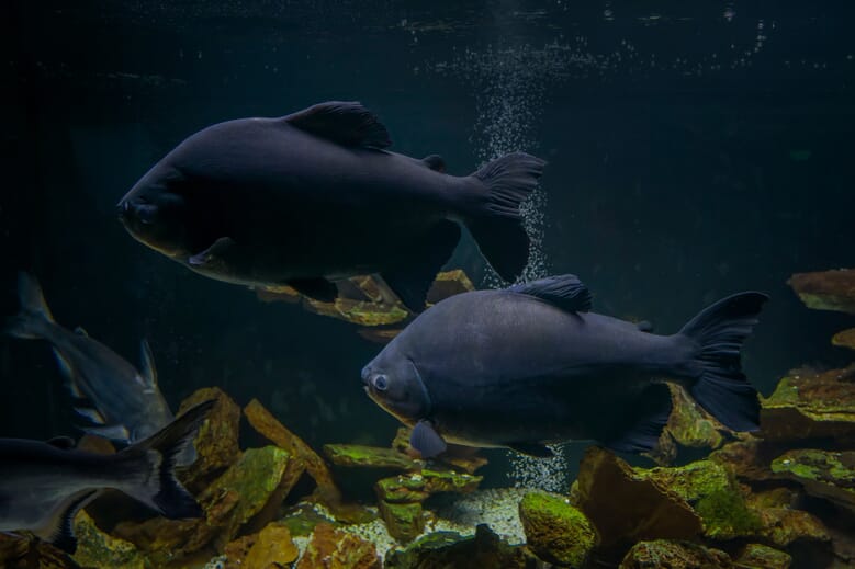 Why Colombia’s aquaculture sector should opt for native species | The ...