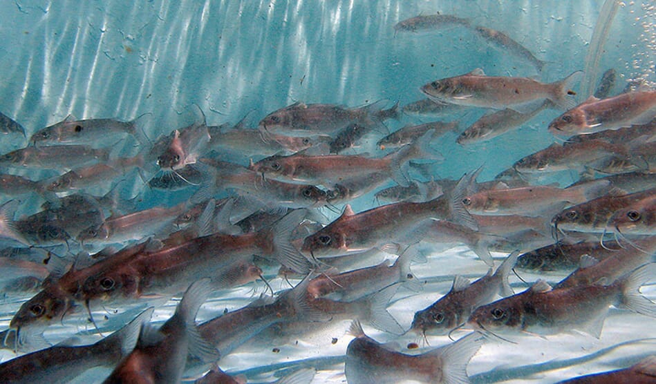 Why catfish farmers should consider probiotics | The Fish Site
