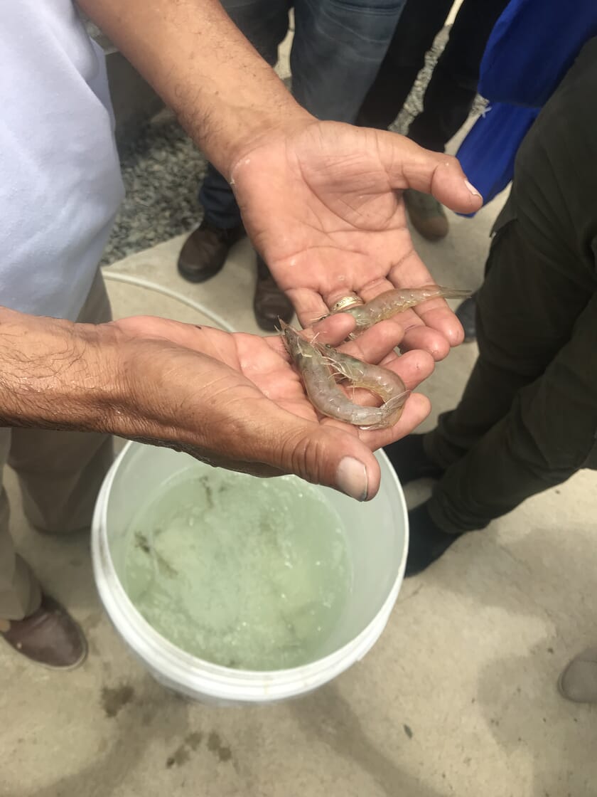 ASC to hold its first-ever shrimp summit in Ecuador this summer | The ...