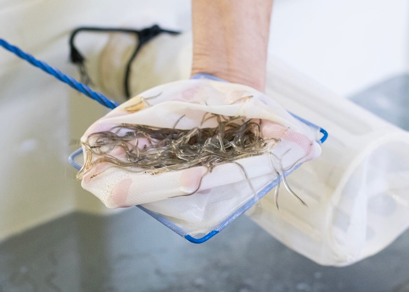 America’s eel RAS superstar | The Fish Site