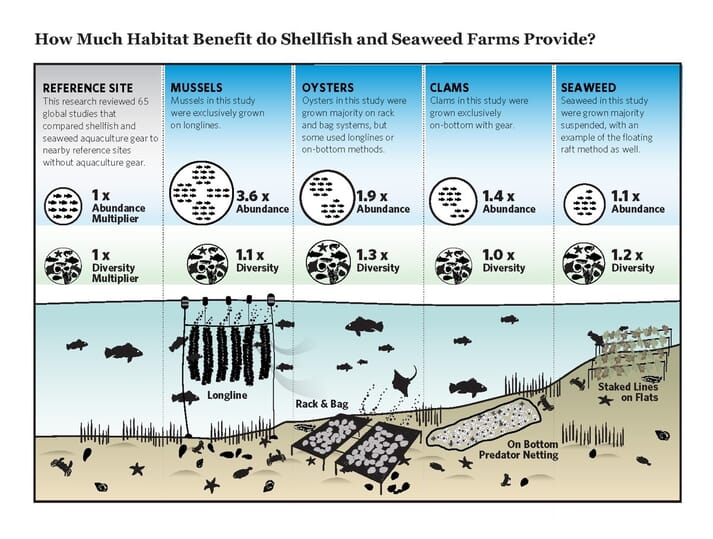 Restorative aquaculture shows we can have more habitat, and eat it too ...