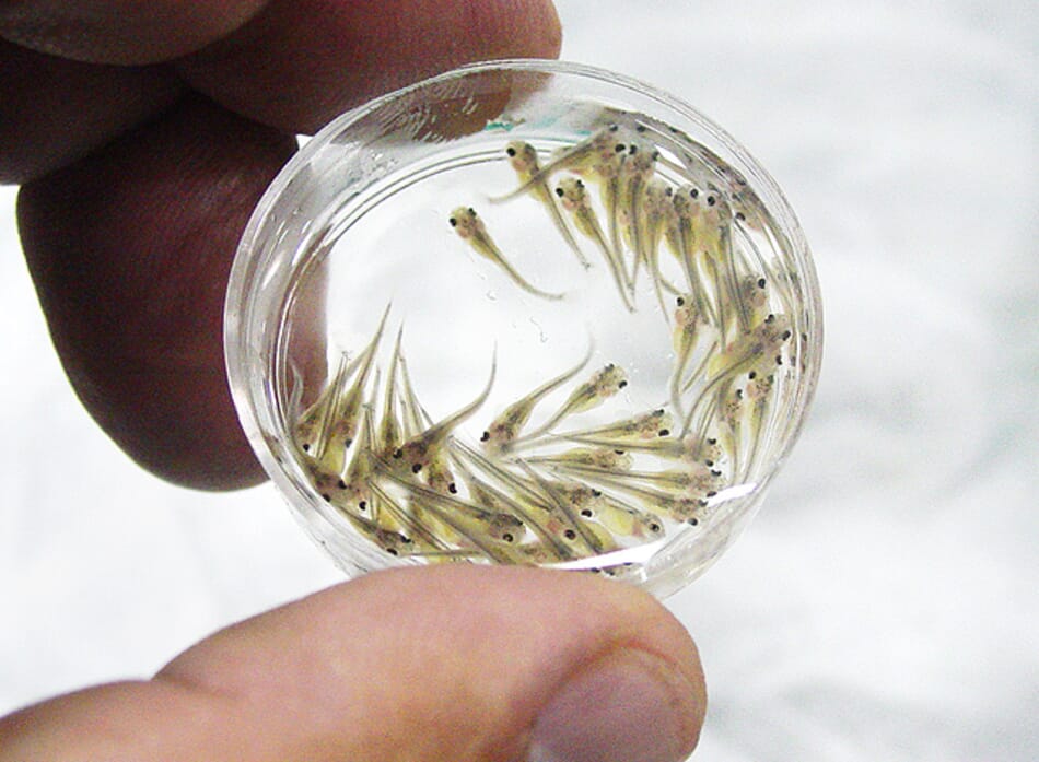 The pros and cons of crossbreeding and hybridisation in aquaculture ...